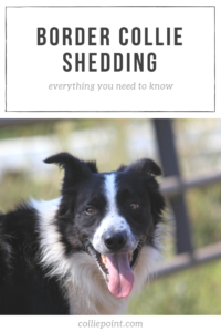 How to Manage and Control Border Collie Shedding (Owner's Advice ...