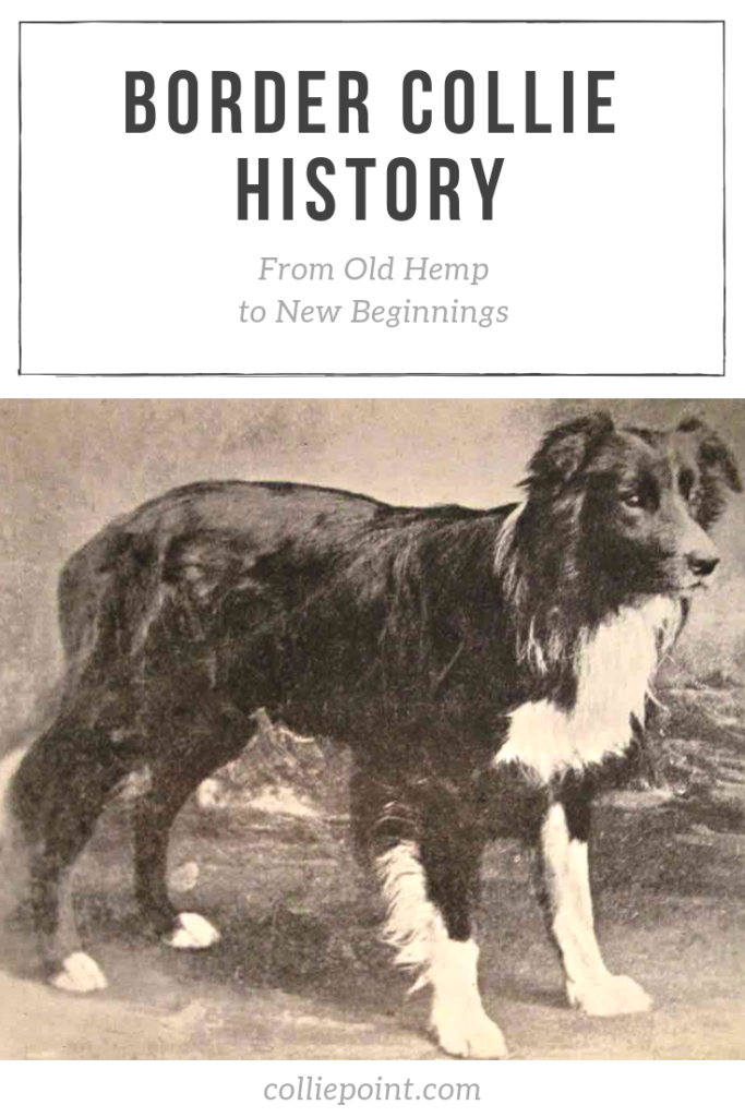 Border Collie History: From Old Hemp to New Beginnings - ColliePoint